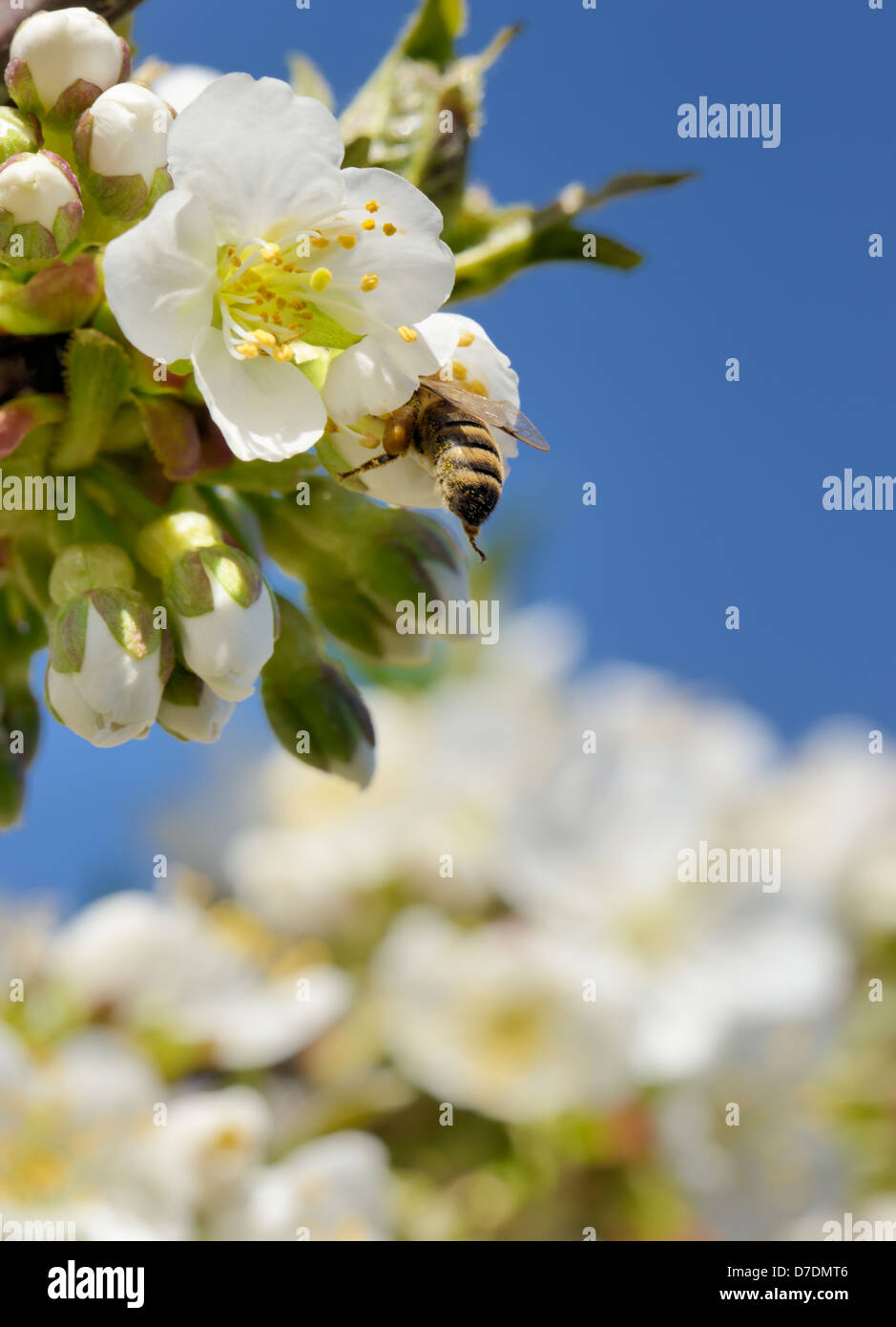 Honey bee inside a flower Stock Photo - Alamy