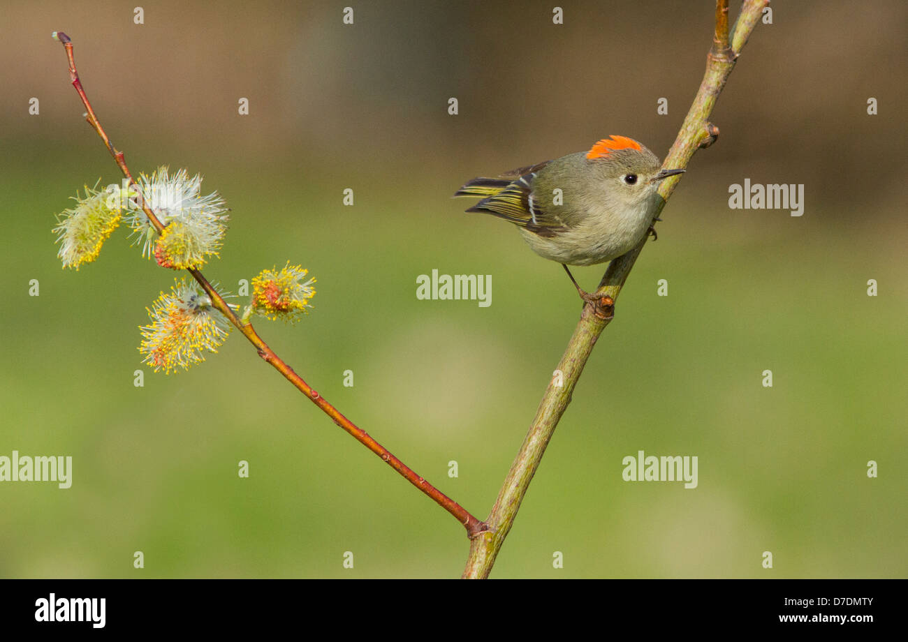 Ruby-crowned Kinglet (Regulus calendula) in spring Stock Photo - Alamy