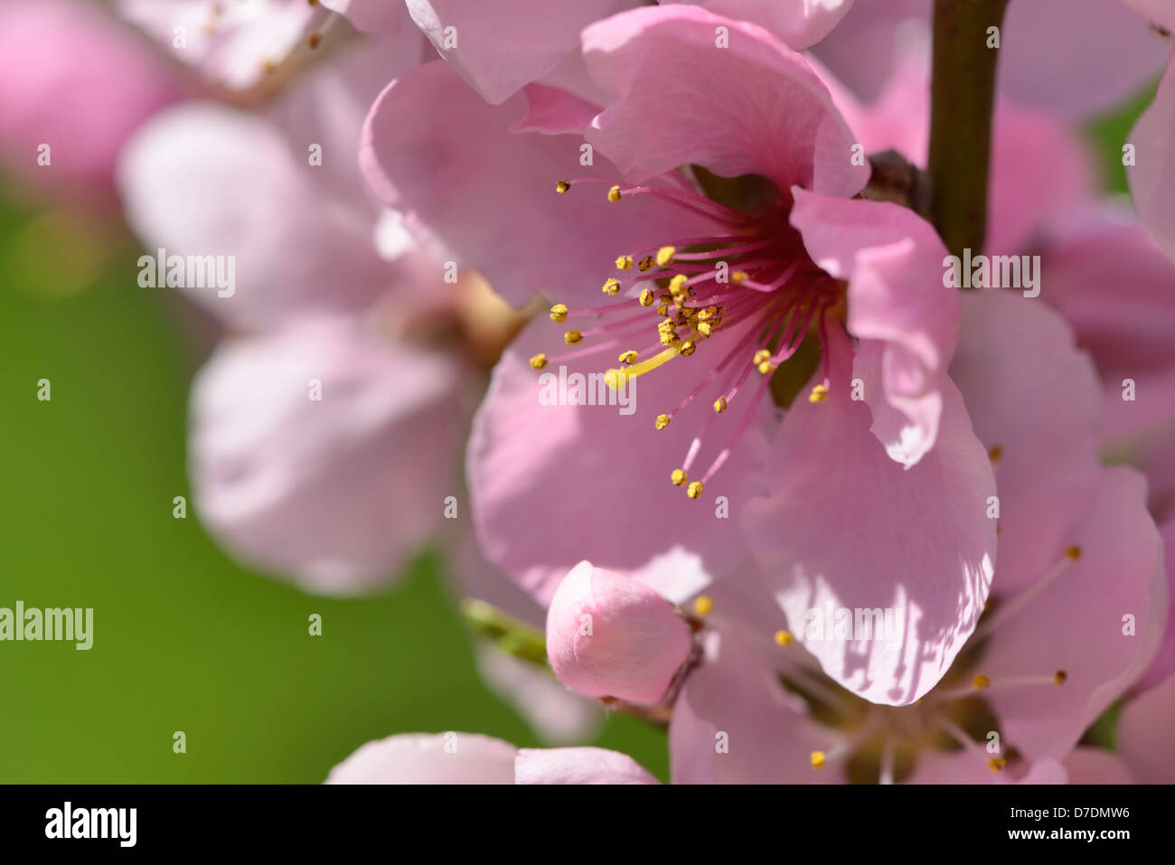 Close up on nectarine tree flowers Stock Photo - Alamy