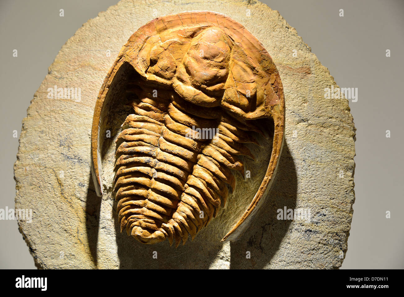 Trilobite High Resolution Stock Photography and Images - Alamy