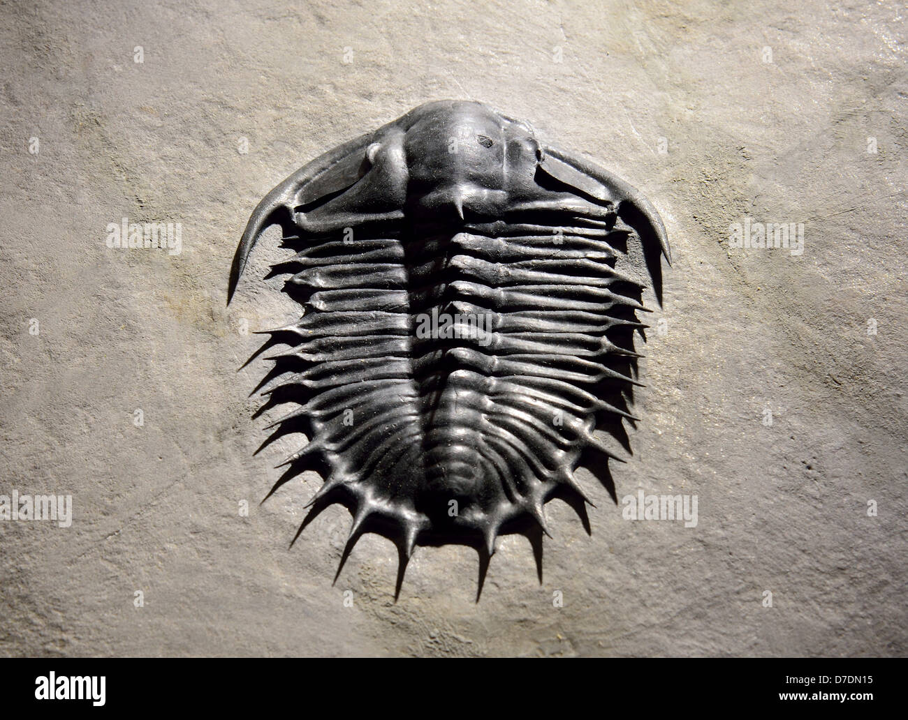 Olenoides fossil hi-res stock photography and images - Alamy