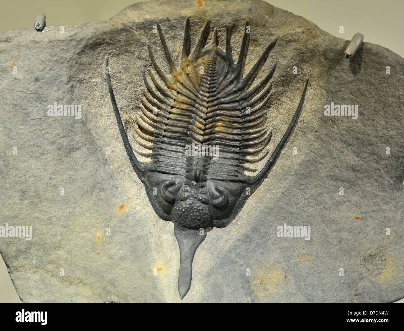 Devonian age hi-res stock photography and images - Alamy