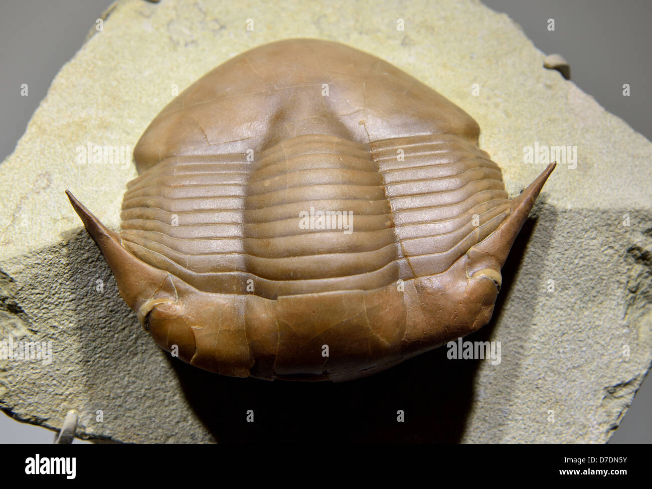 Fossil trilobite hi-res stock photography and images - Alamy