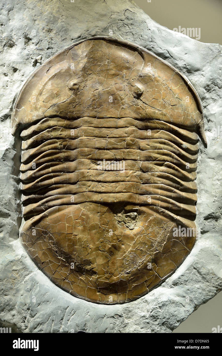 Fossil trilobite Isotelus maximus. Ordovician age Stock Photo - Alamy