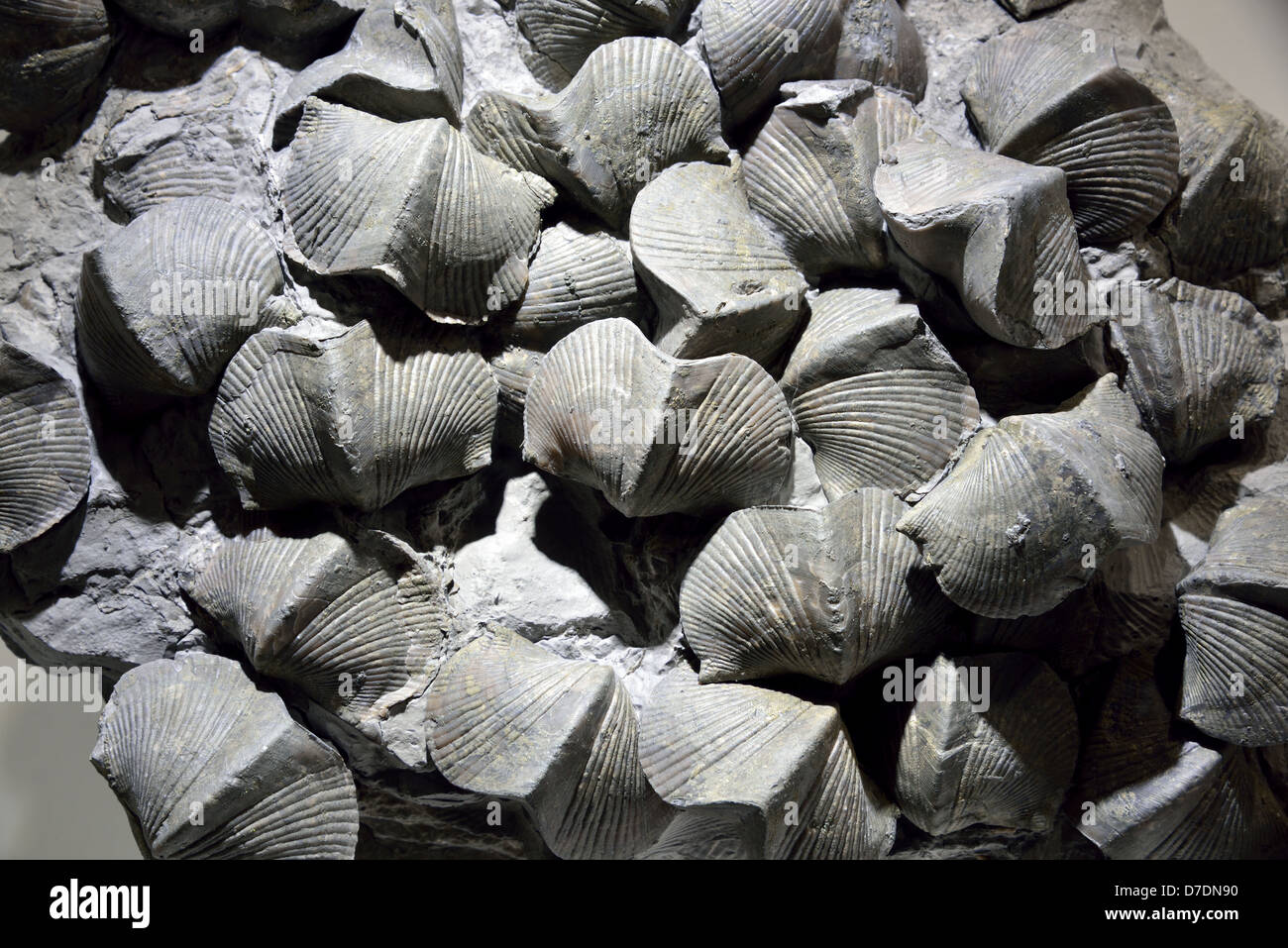 Brachiopod Shell High Resolution Stock Photography and Images - Alamy