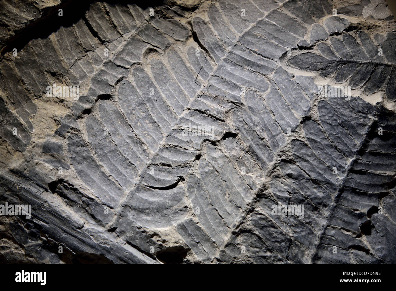 Fern leaves fossil hi-res stock photography and images - Alamy
