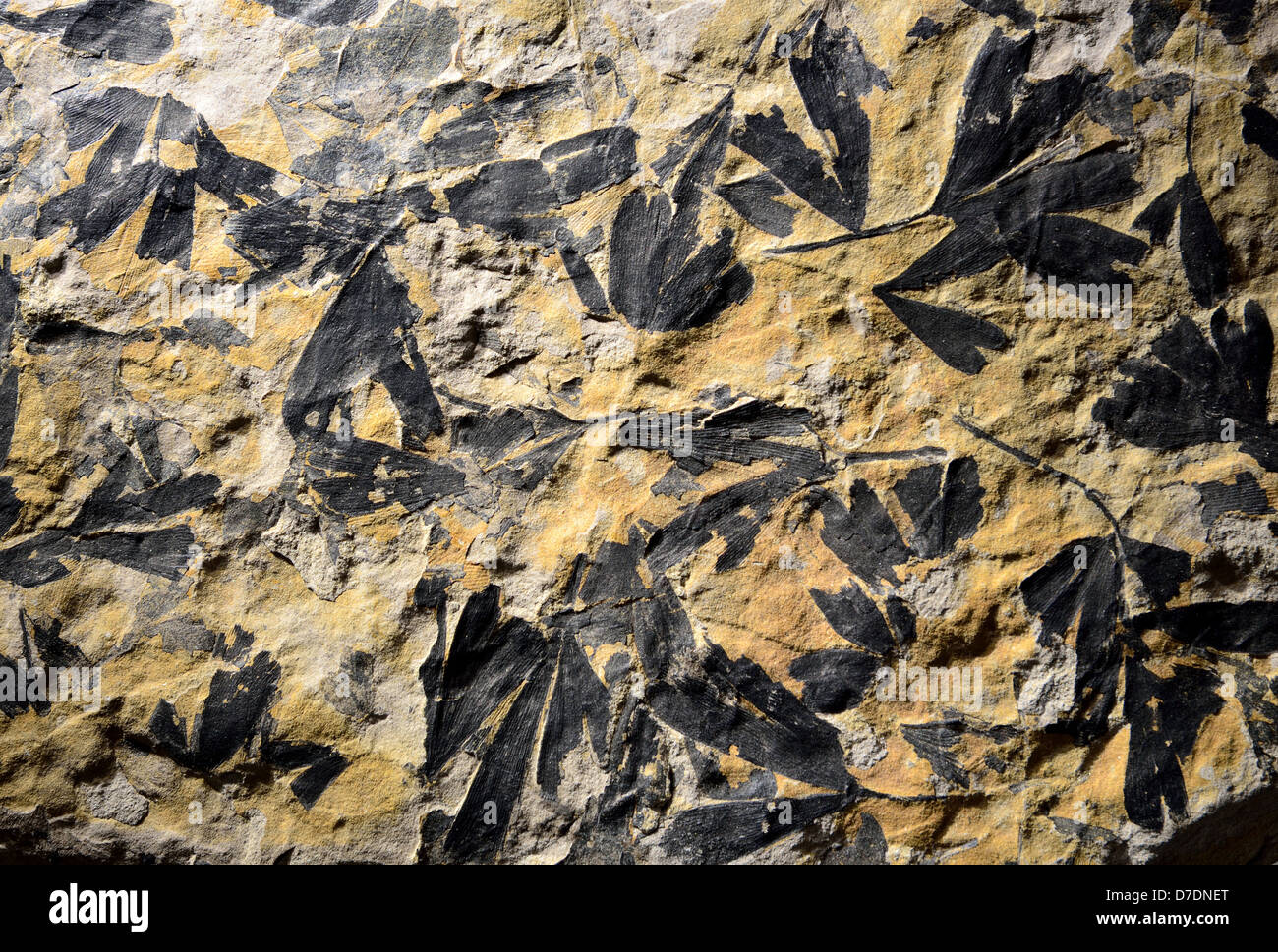 Imprint fossil hi-res stock photography and images - Alamy