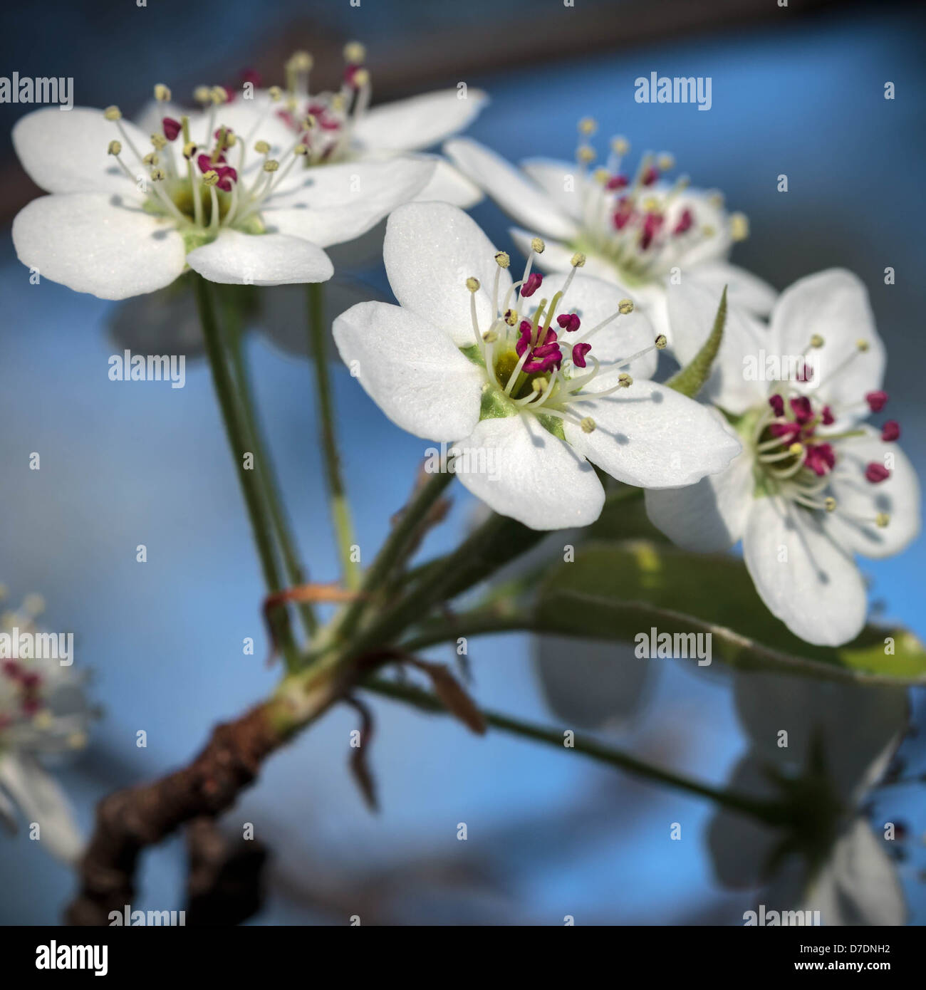 Bradford or Callery Pear blossom (Pyrus calleryana Stock Photo - Alamy