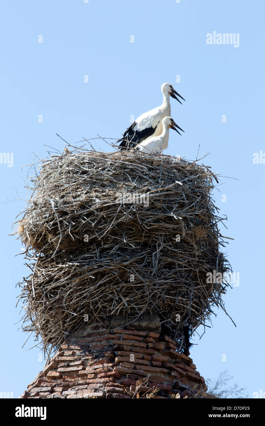 Storks in stork nest Stock Photo - Alamy