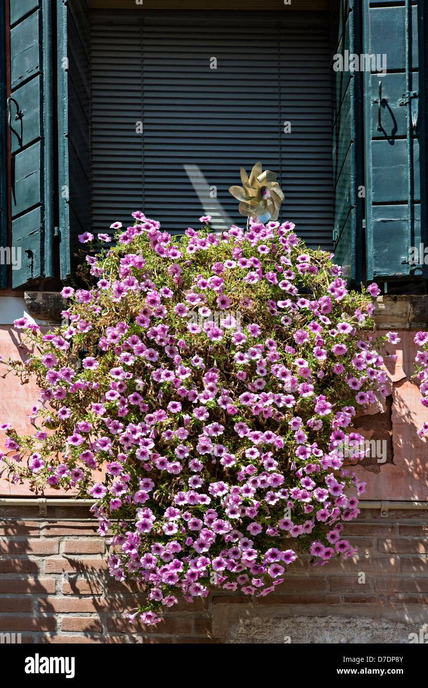Flowers and window in Venice Stock Photo - Alamy