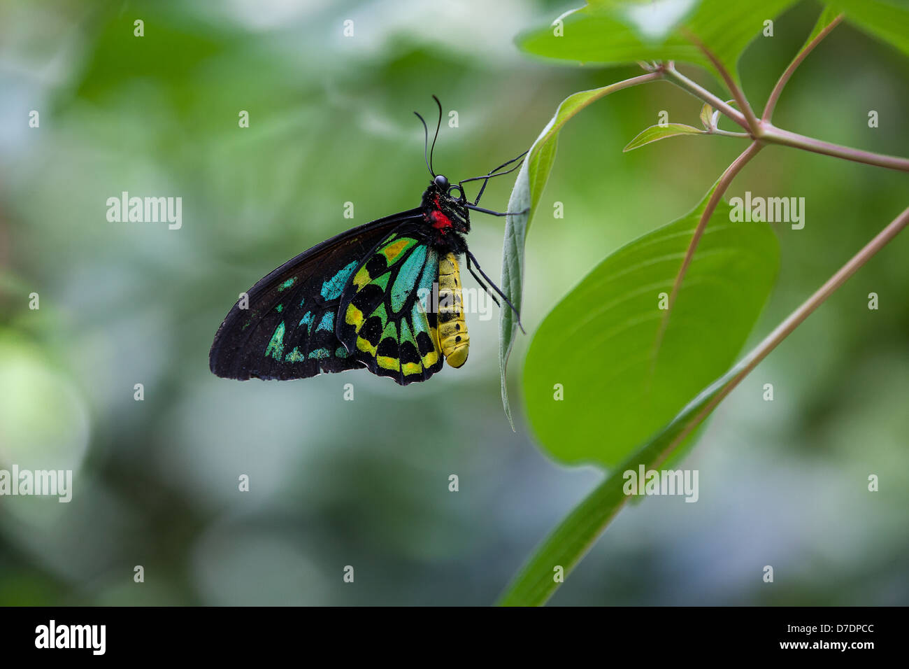 Queen alexandra's birdwing butterfly hi-res stock photography and ...