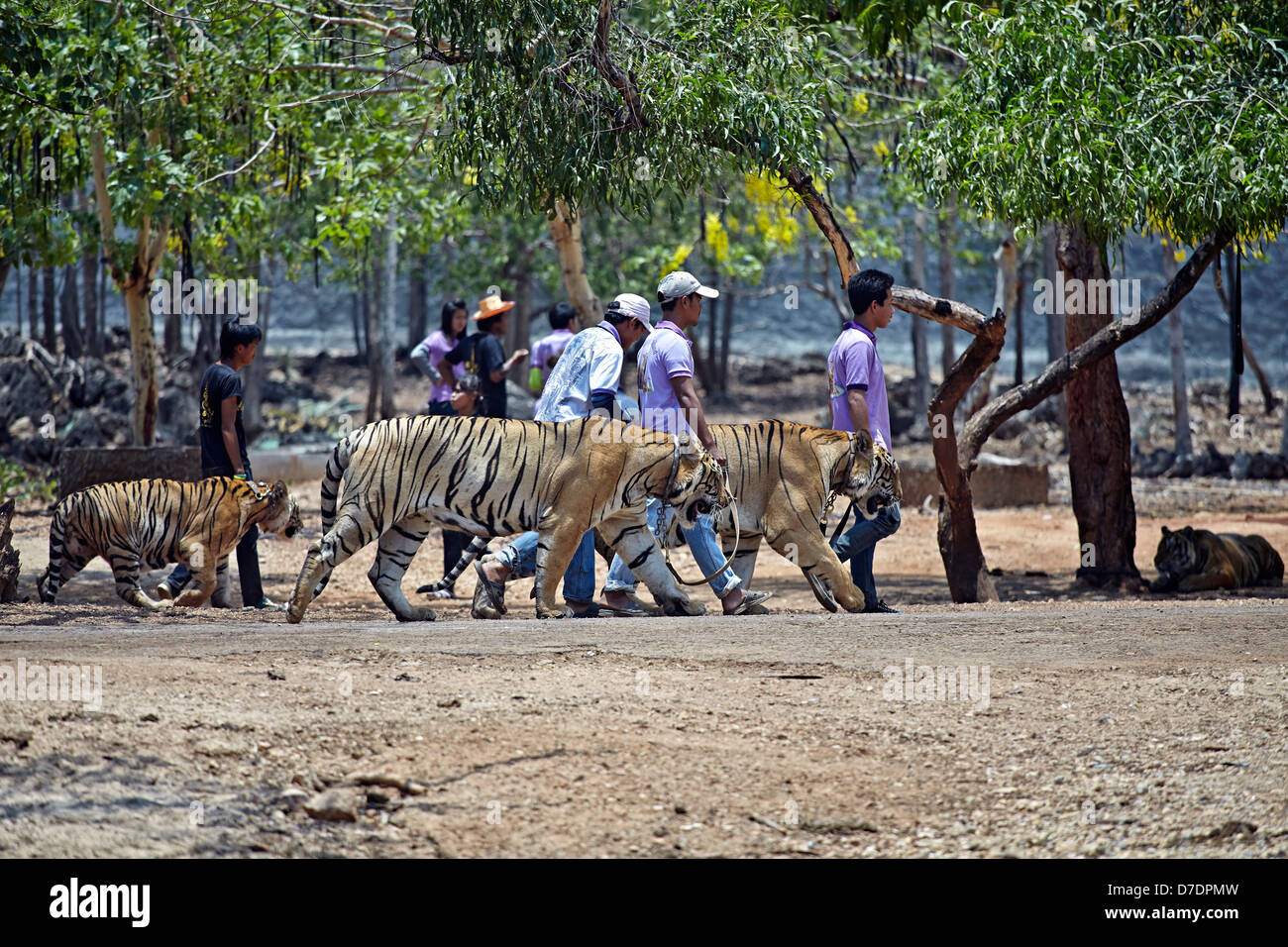 Tiger and keeper at the famous Wat Pa Luangta Bua tiger temple ...