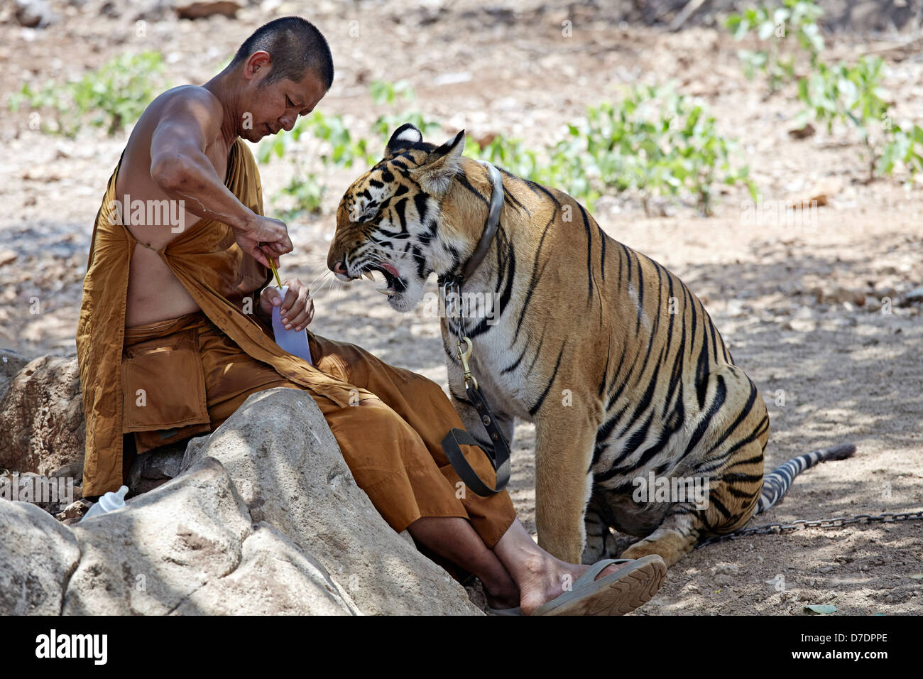Human Animal Interaction High Resolution Stock Photography and Images ...