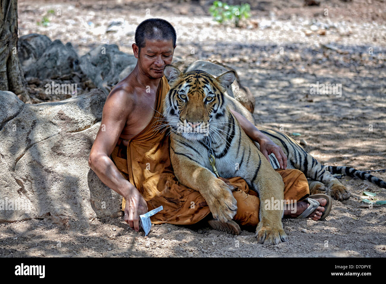 Tiger and Monk at the famous Wat Pa Luangta Bua tiger temple ...