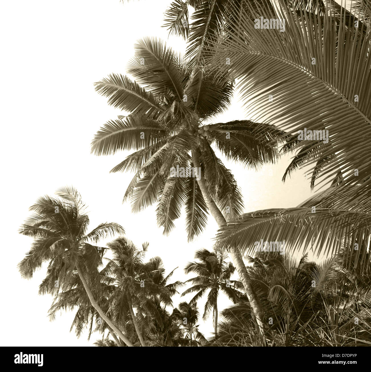 Top of palm trees, black and white Stock Photo - Alamy
