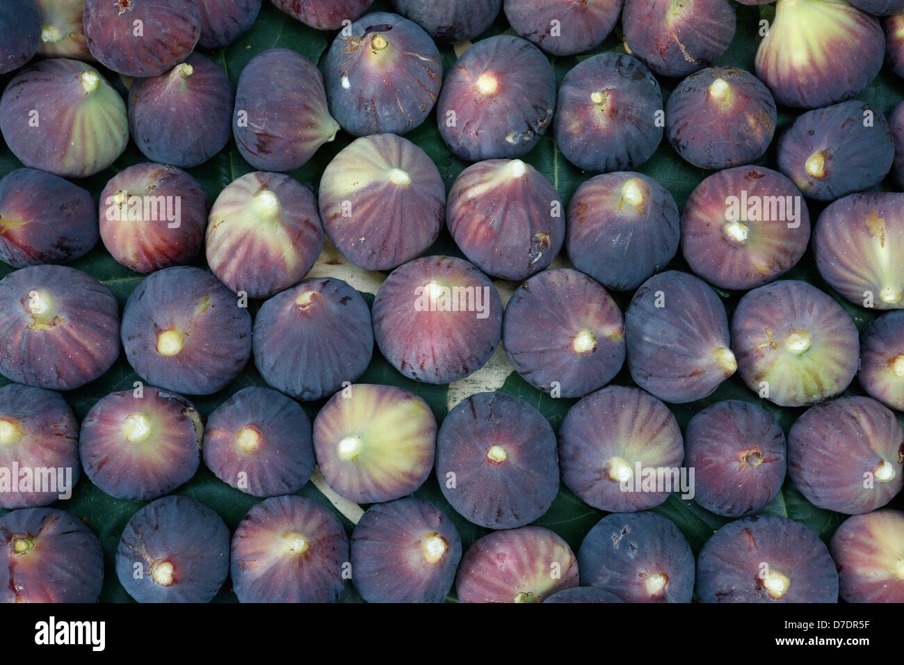 Fig g hi-res stock photography and images - Alamy