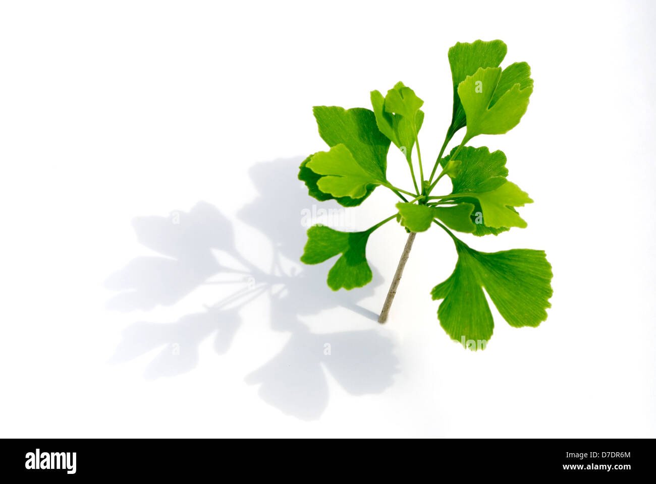 Ginkgo sheet hi-res stock photography and images - Alamy