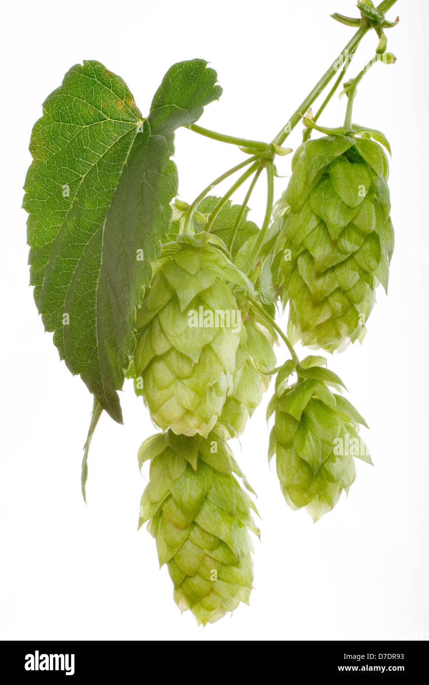 Hop cone harvest hi-res stock photography and images - Alamy