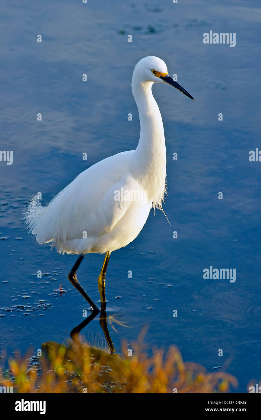 White Egret Wading in Wetlands Stock Photo - Alamy