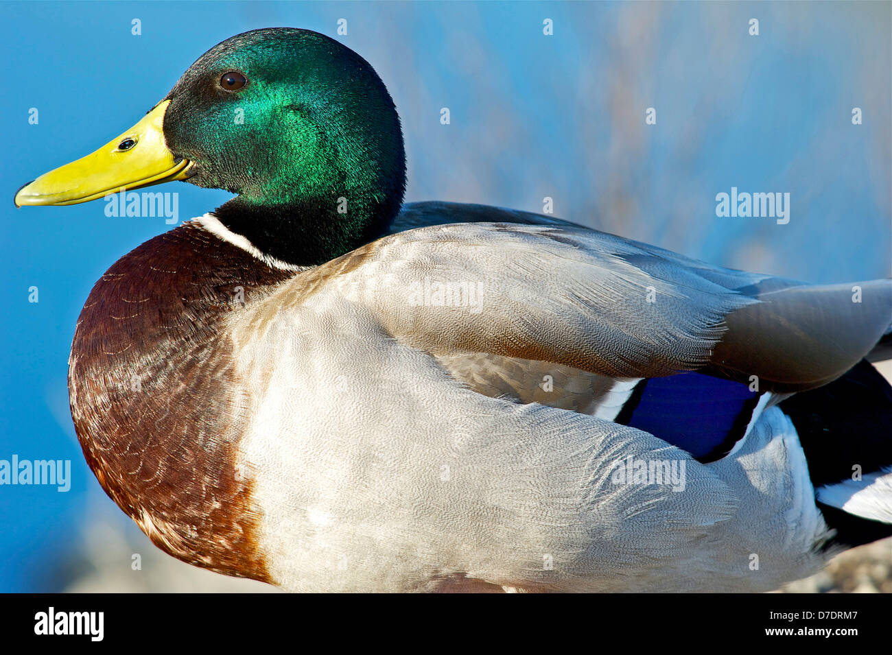 Portrait of a Mallard Duck Stock Photo - Alamy