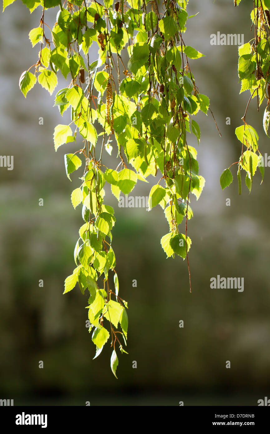 Green Leaves Hanging Stock Photo - Alamy