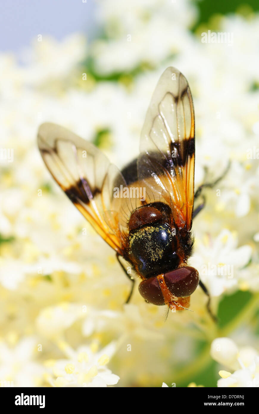 Fly insect white background hi-res stock photography and images - Alamy