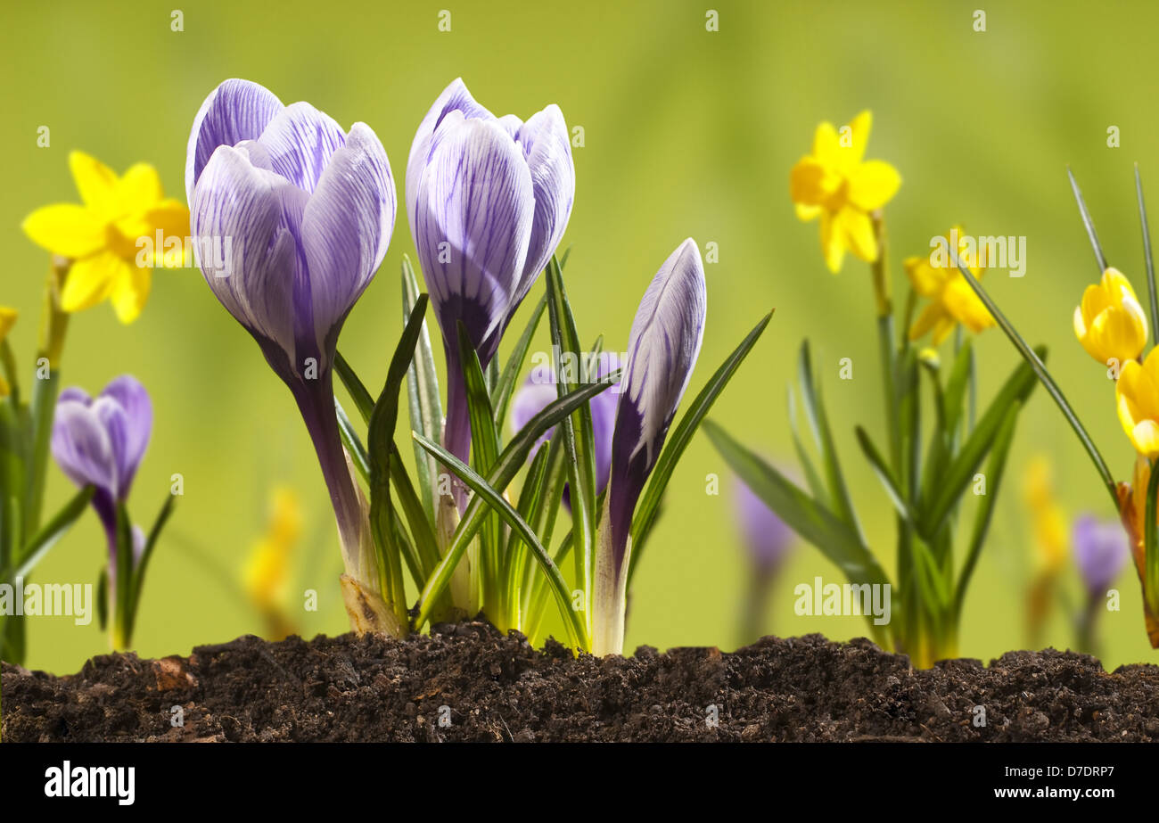 White crocus yellow stem hi-res stock photography and images - Alamy