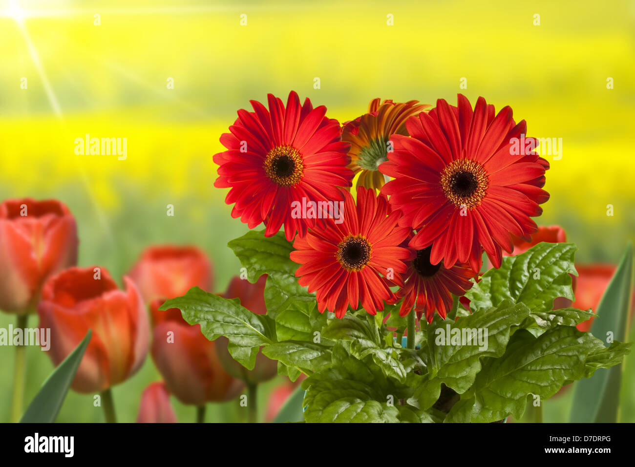 Gerbera daisy field nobody hi-res stock photography and images - Alamy