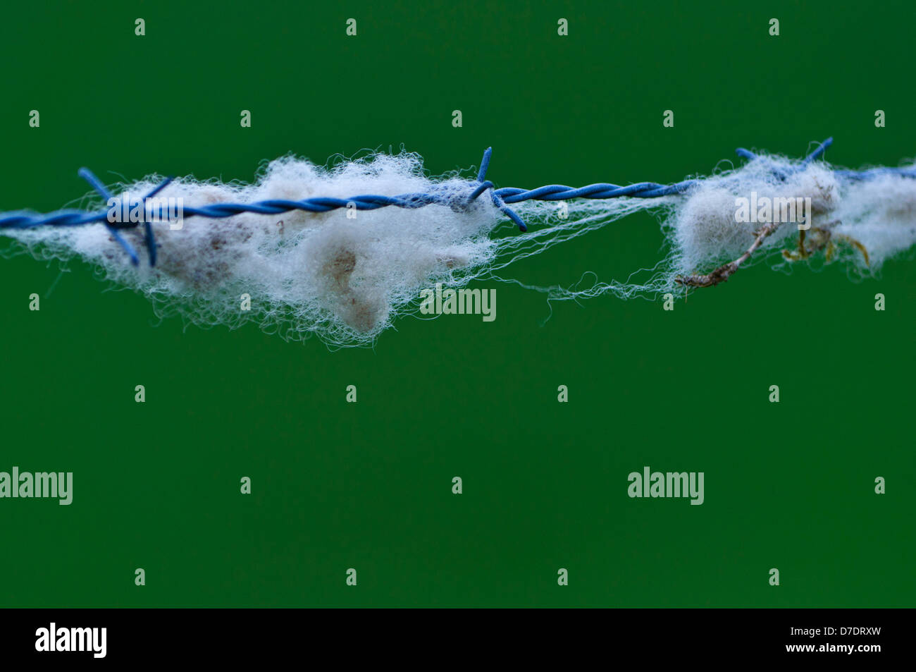 Sheep wool on barbed wire fence Stock Photo - Alamy