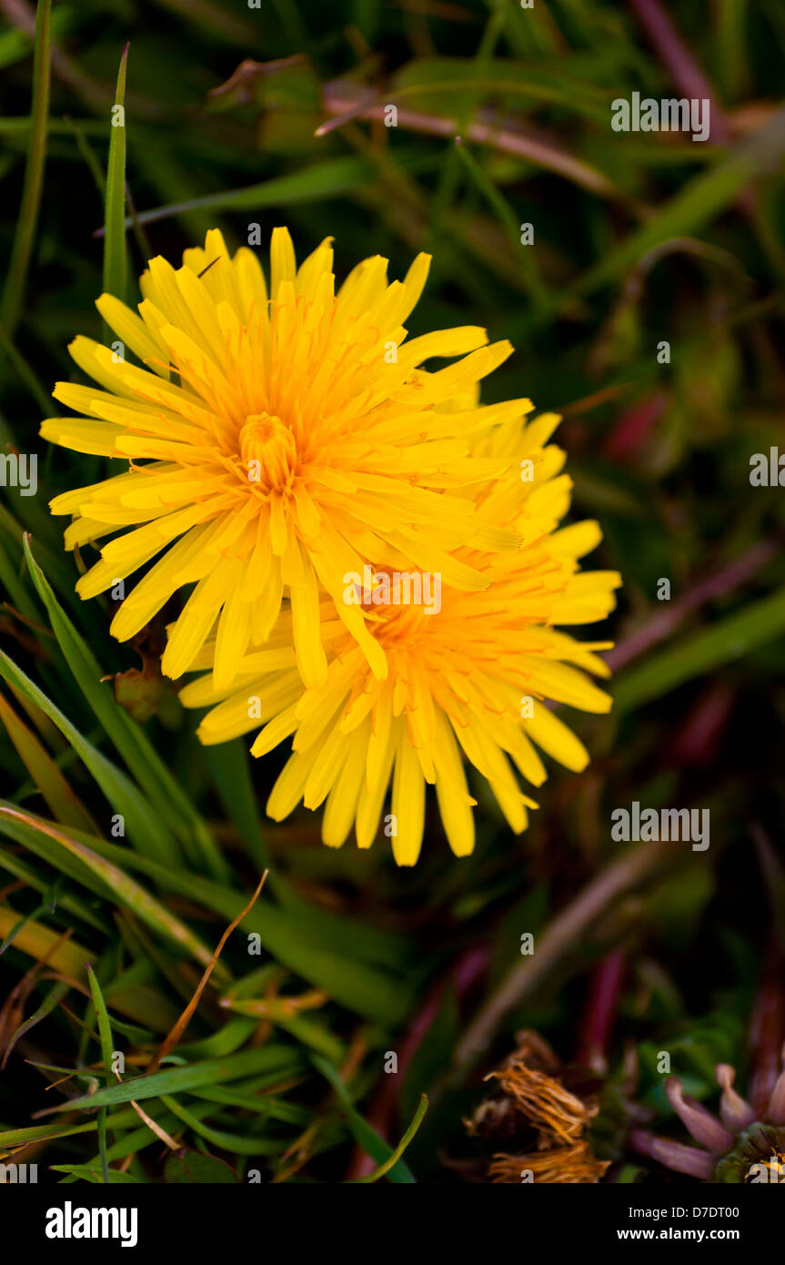 Dandelion flowers hi-res stock photography and images - Alamy