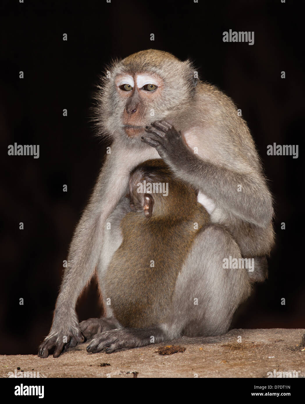 wild monkeys at the Batu cave temple Kuala Lumpur Stock Photo - Alamy
