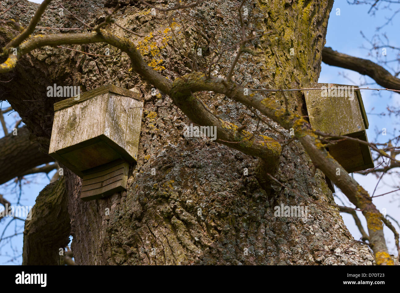 Bat nesting box boxes Stock Photo - Alamy