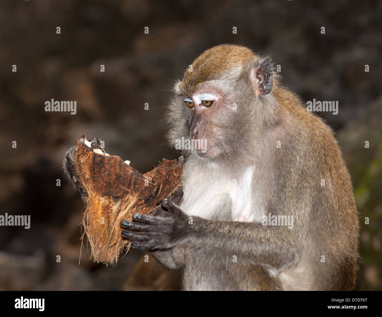 Plotting wildlife hi-res stock photography and images - Alamy