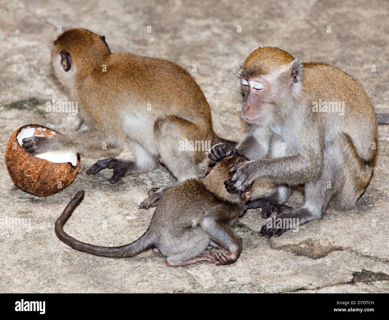 wild monkeys at the Batu cave temple Kuala Lumpur Stock Photo - Alamy