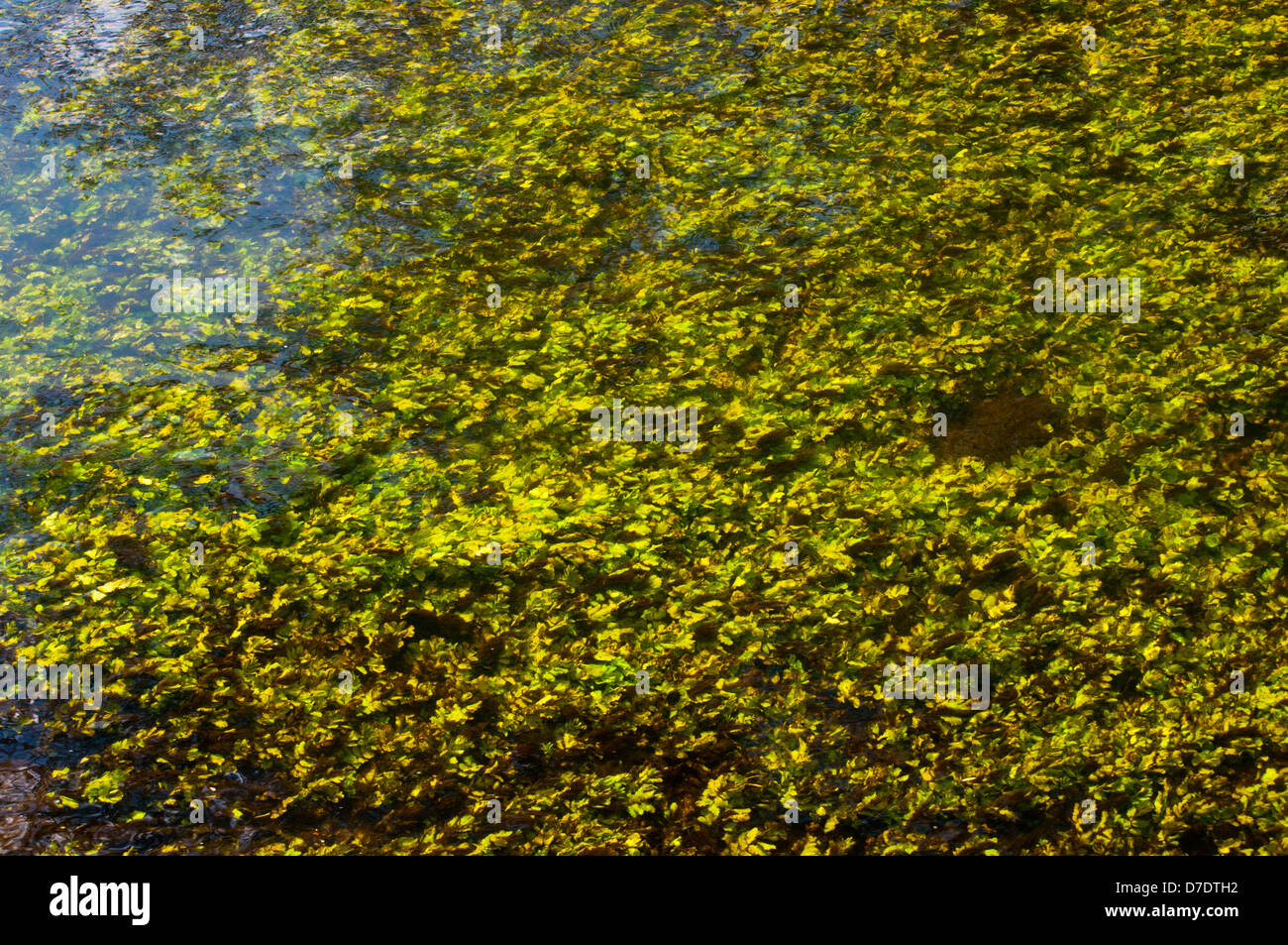 Water weed in stream river Stock Photo - Alamy