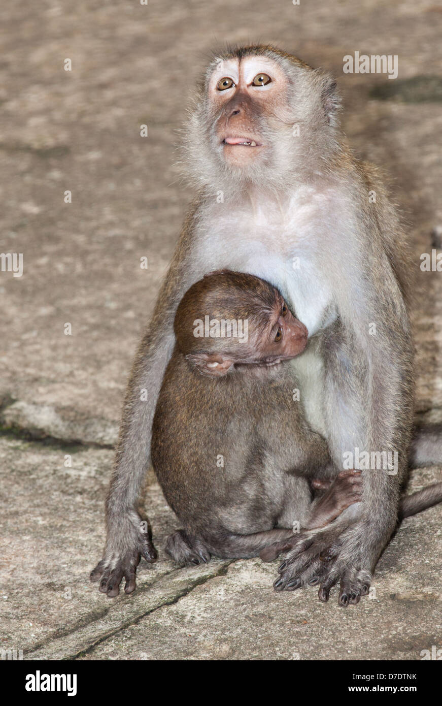 Plotting wildlife hi-res stock photography and images - Alamy