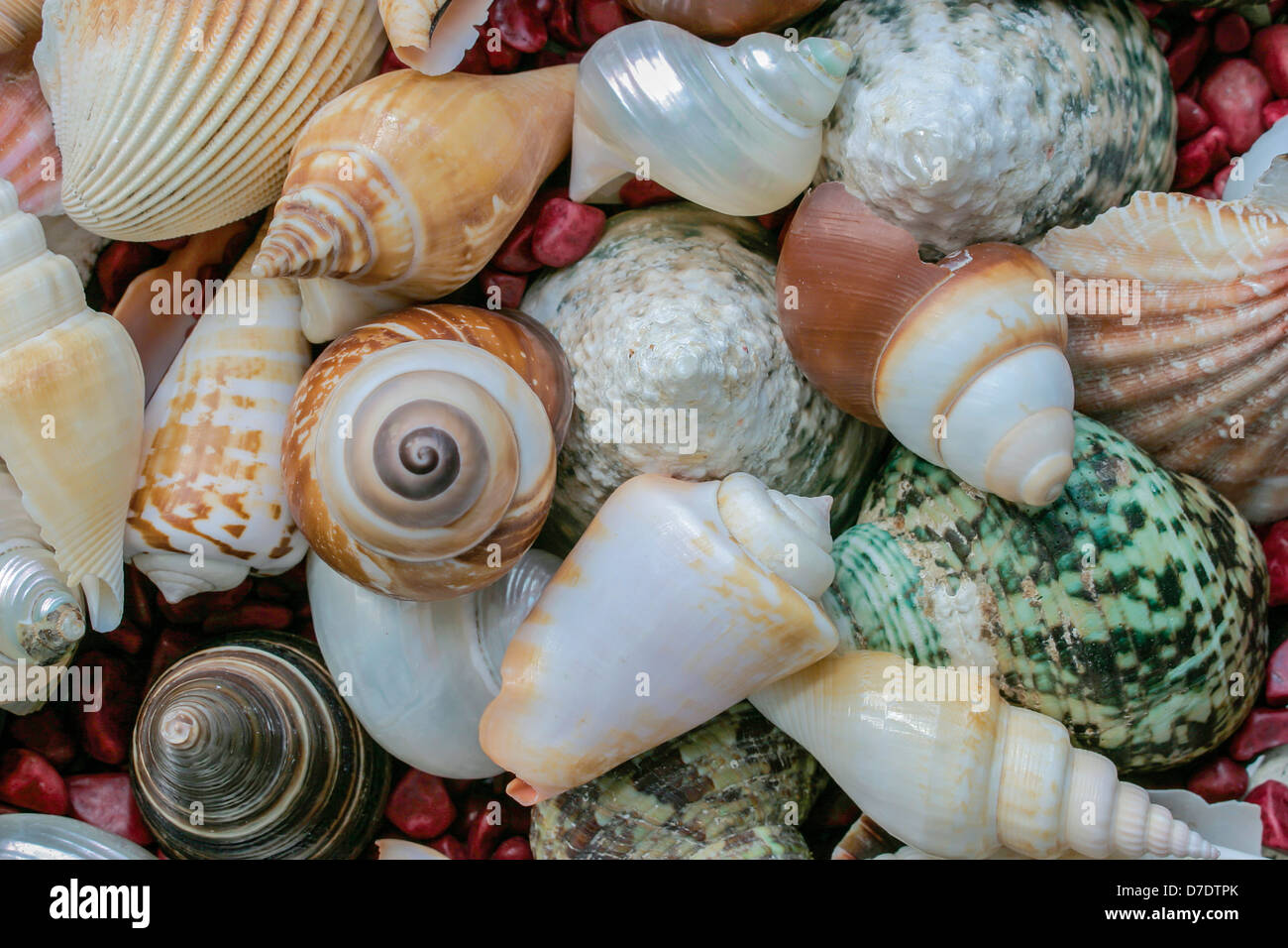 Collection of seashells Stock Photo - Alamy