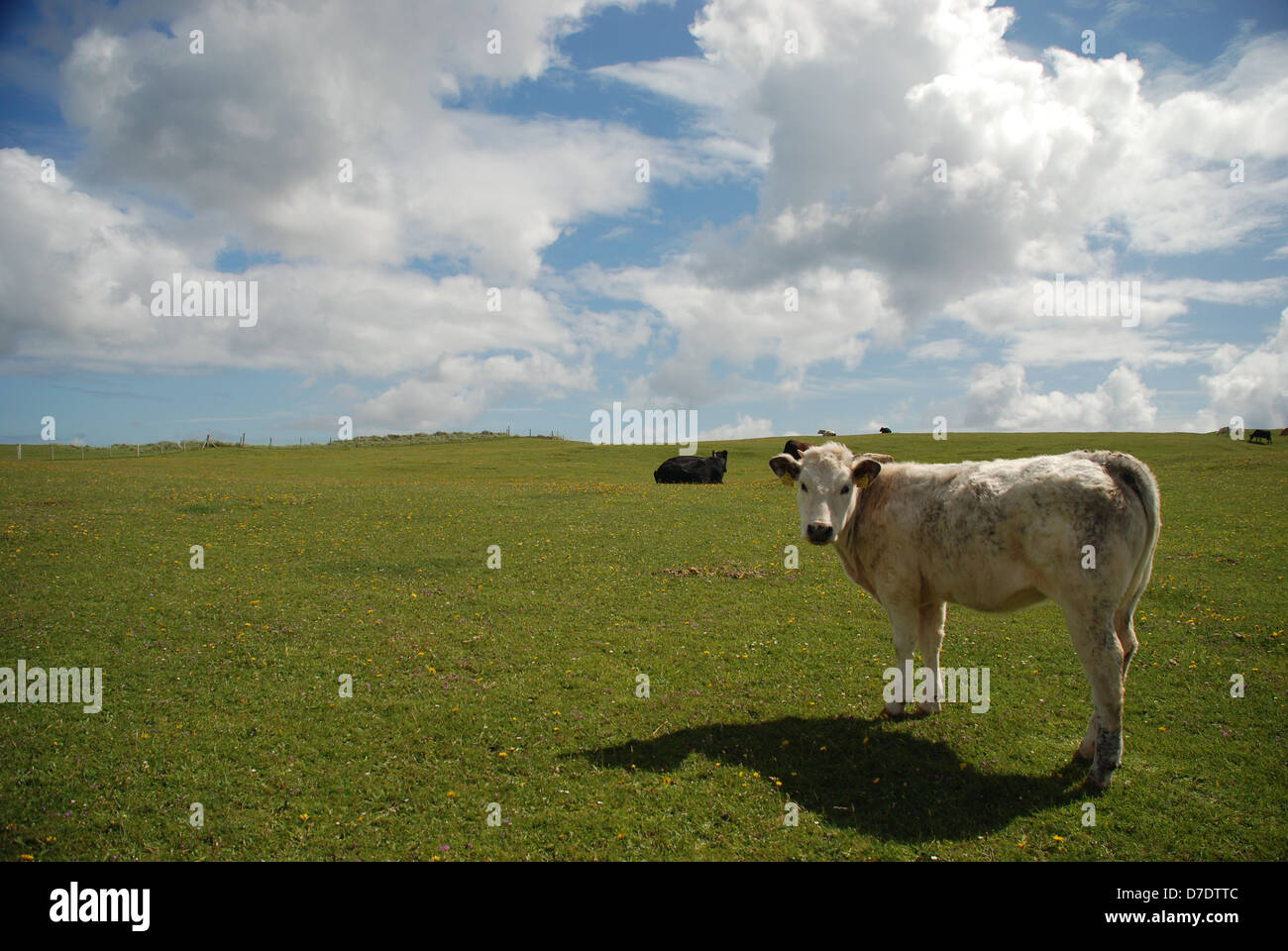 Dogs Bay Connemara Stock Photos & Dogs Bay Connemara Stock Images - Alamy