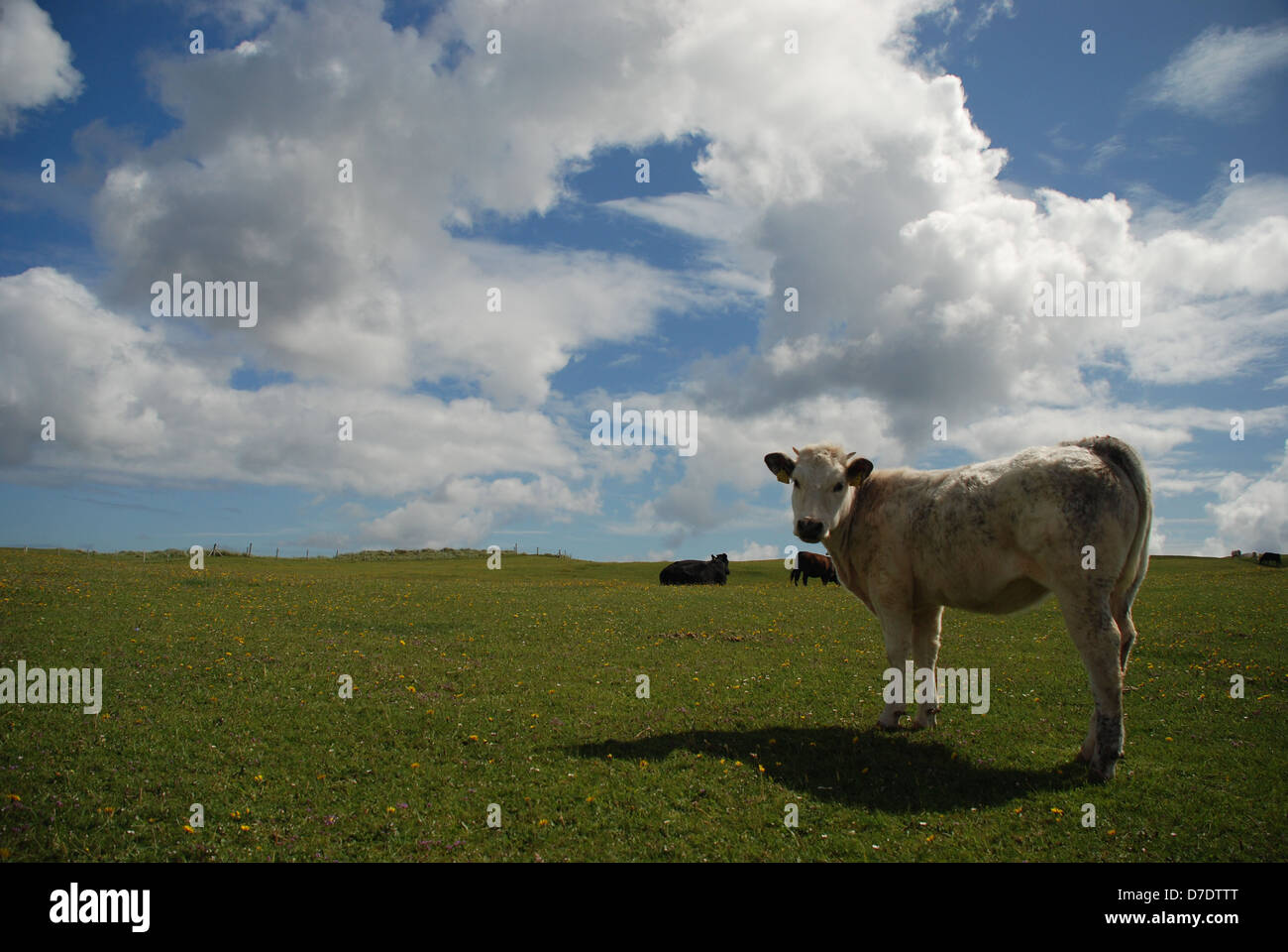 White cow on a green field under on a irish cloudy sky. Dog's Bay ...