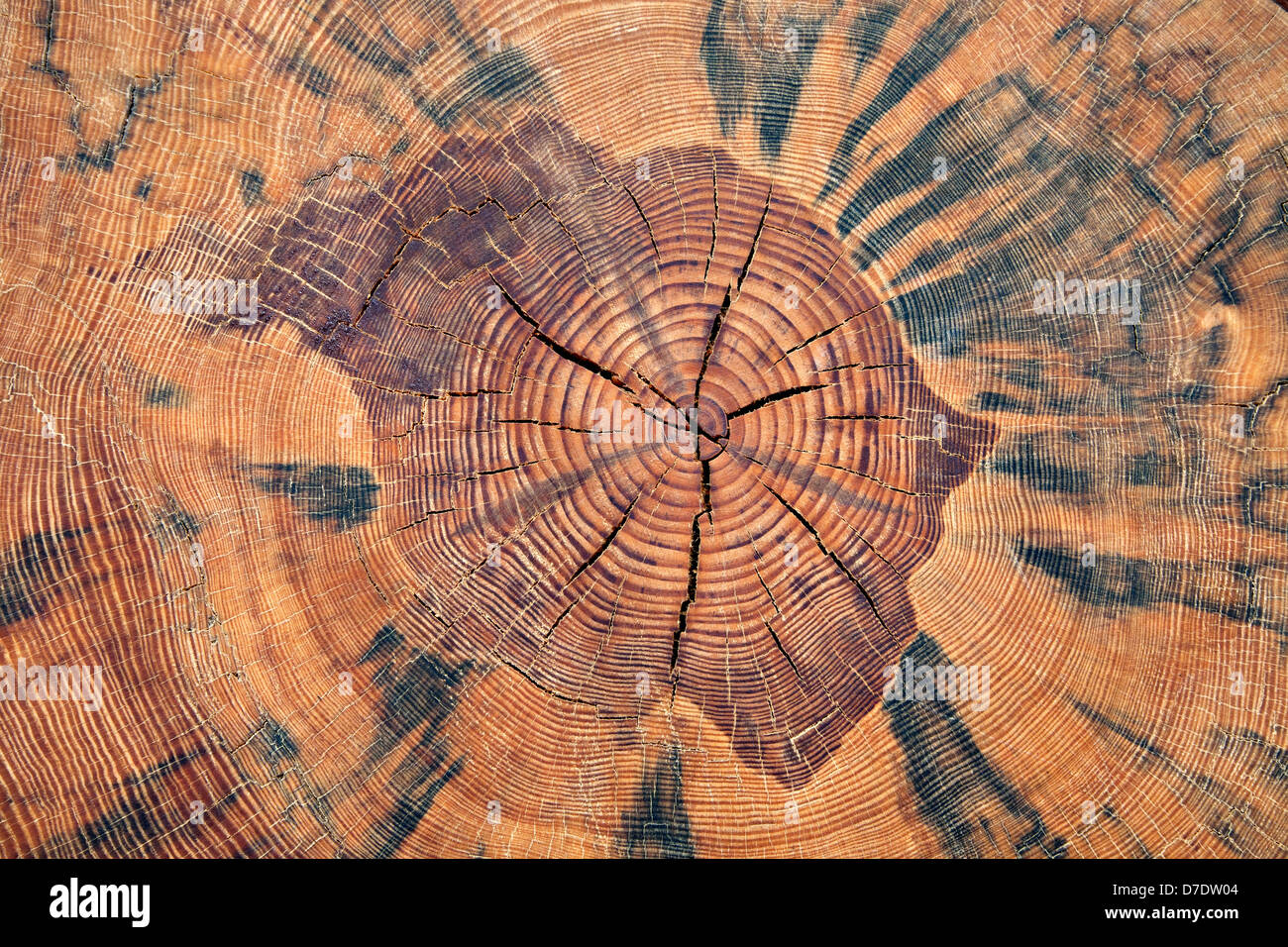 Tree trunk, cross section Stock Photo - Alamy