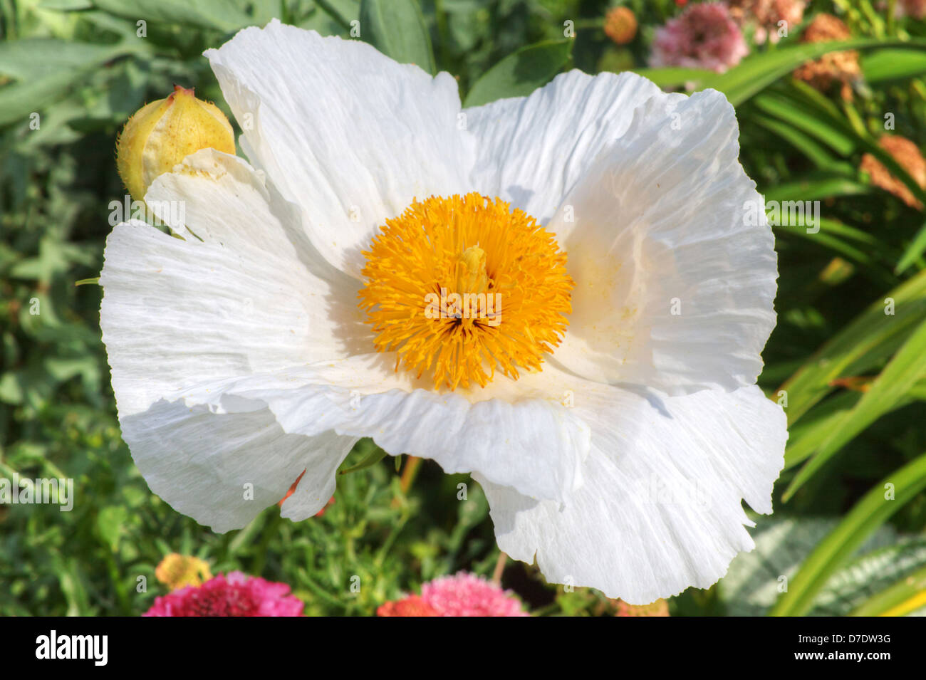 Exotic white flower Matilija Poppy or California Tree Poppy (Romneya ...