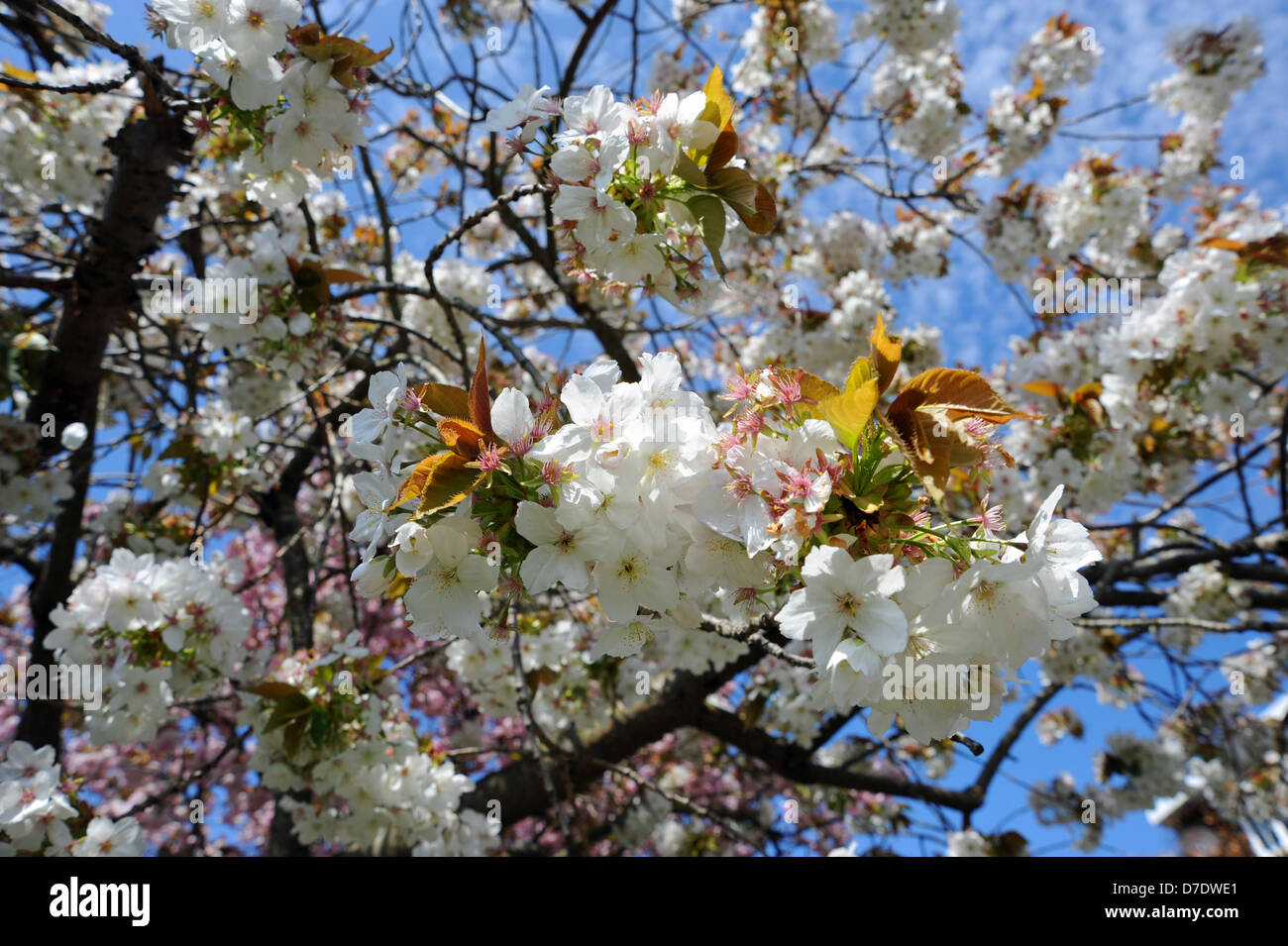 Brighton Sussex UK 5 May 2013 - Blossom on spring trees is now in full ...