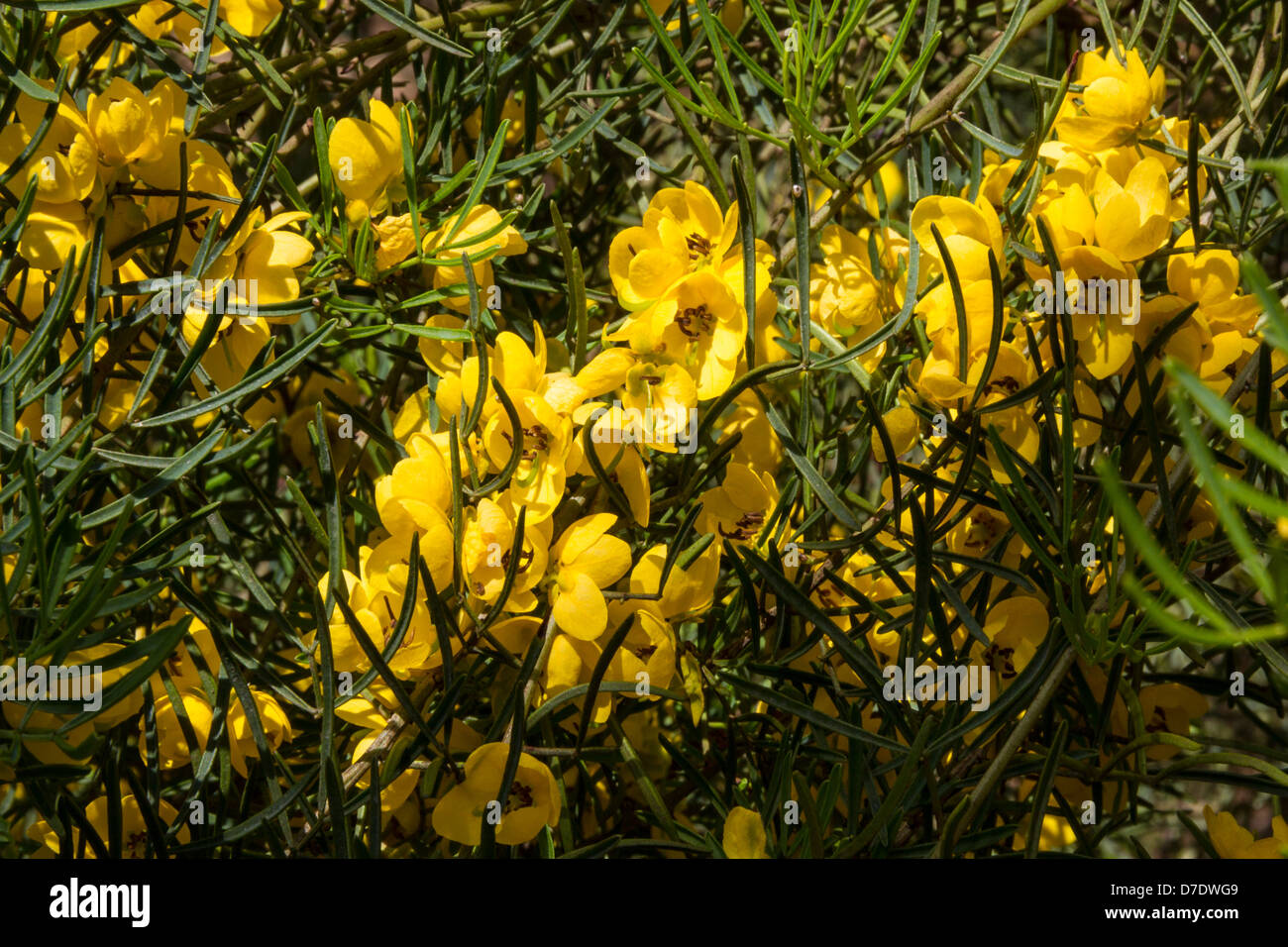 Desert (Green Feathery) Cassia plant Stock Photo - Alamy