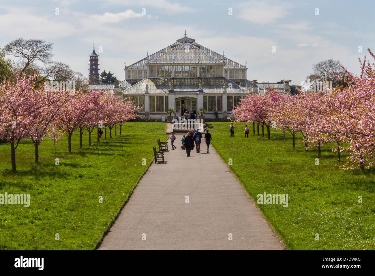 England London Kew gardens Temperate house & Avenue of blossom Stock ...