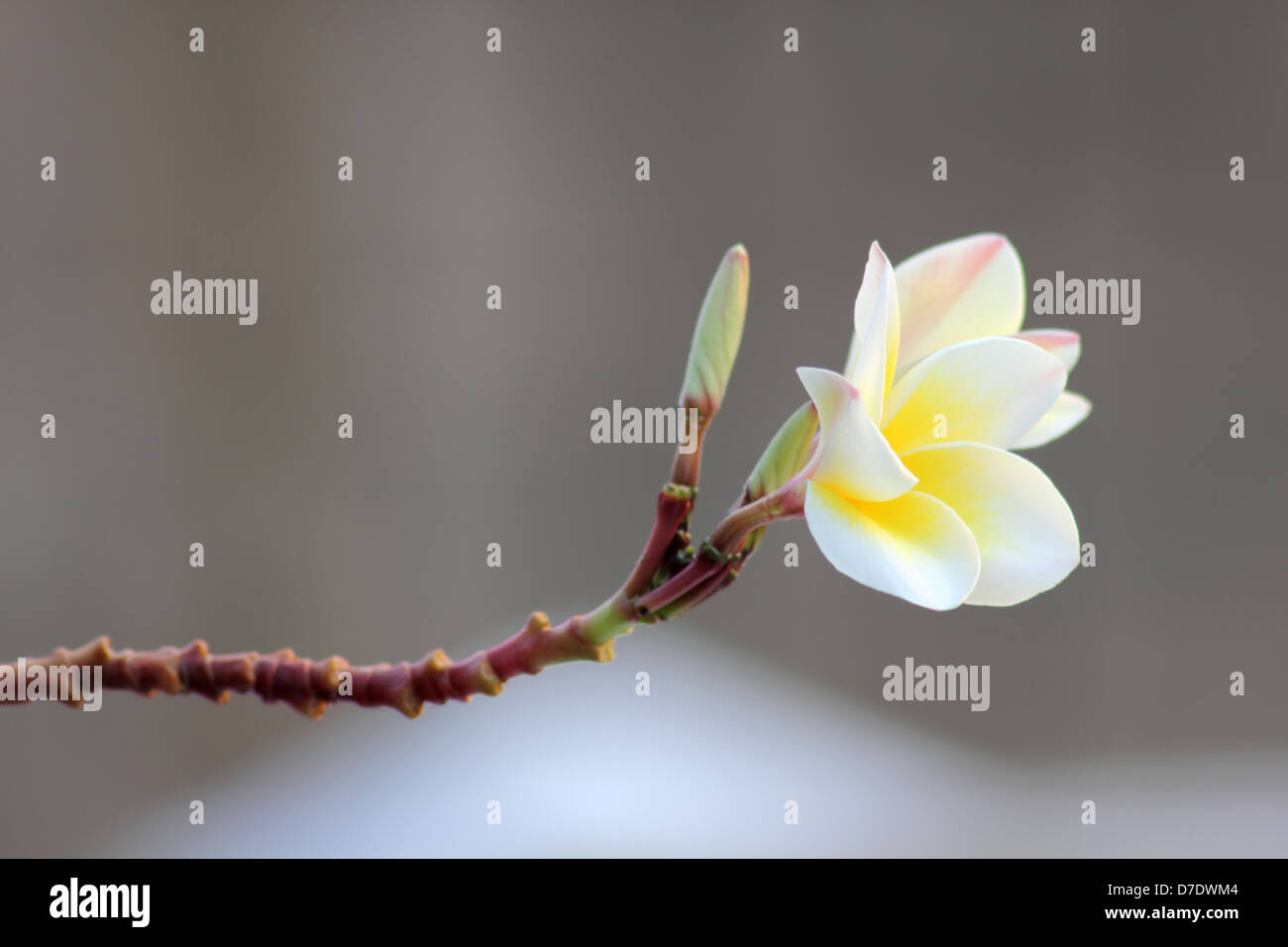 National flower of bali hi-res stock photography and images - Alamy