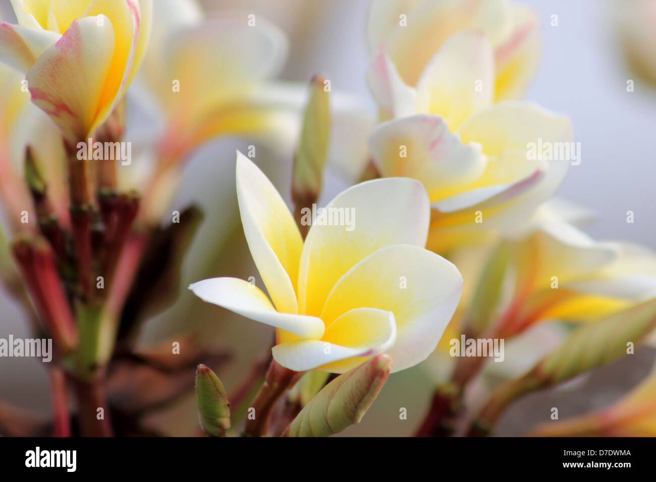 National flower of bali hi-res stock photography and images - Alamy