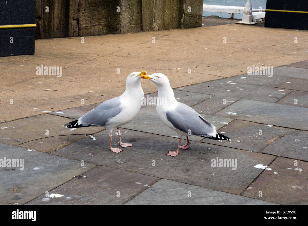 Two seagulls on the pavement in Whitby, North Yorkshire, UK Stock Photo ...