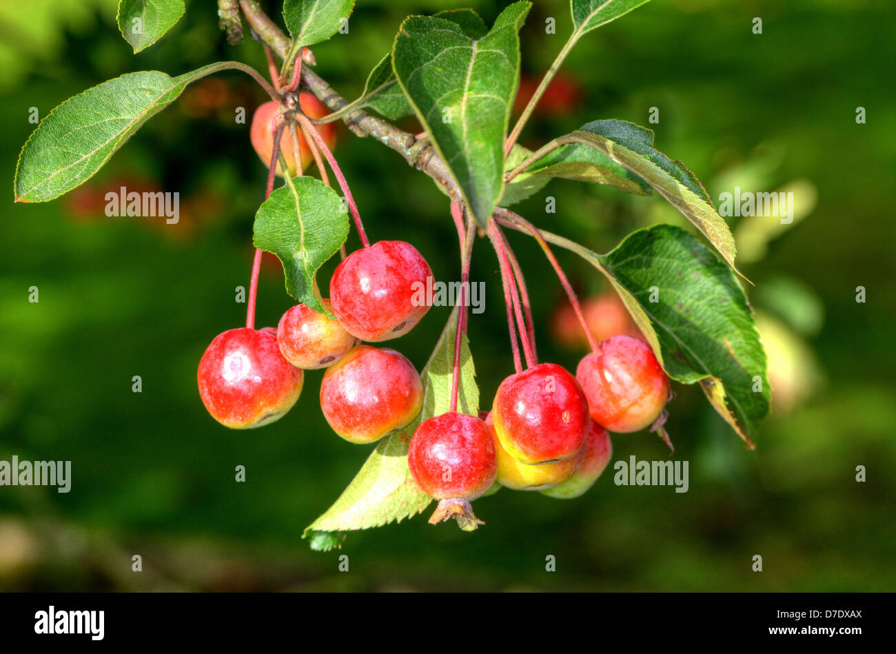 Crab Apples on an apple tree branch Stock Photo - Alamy