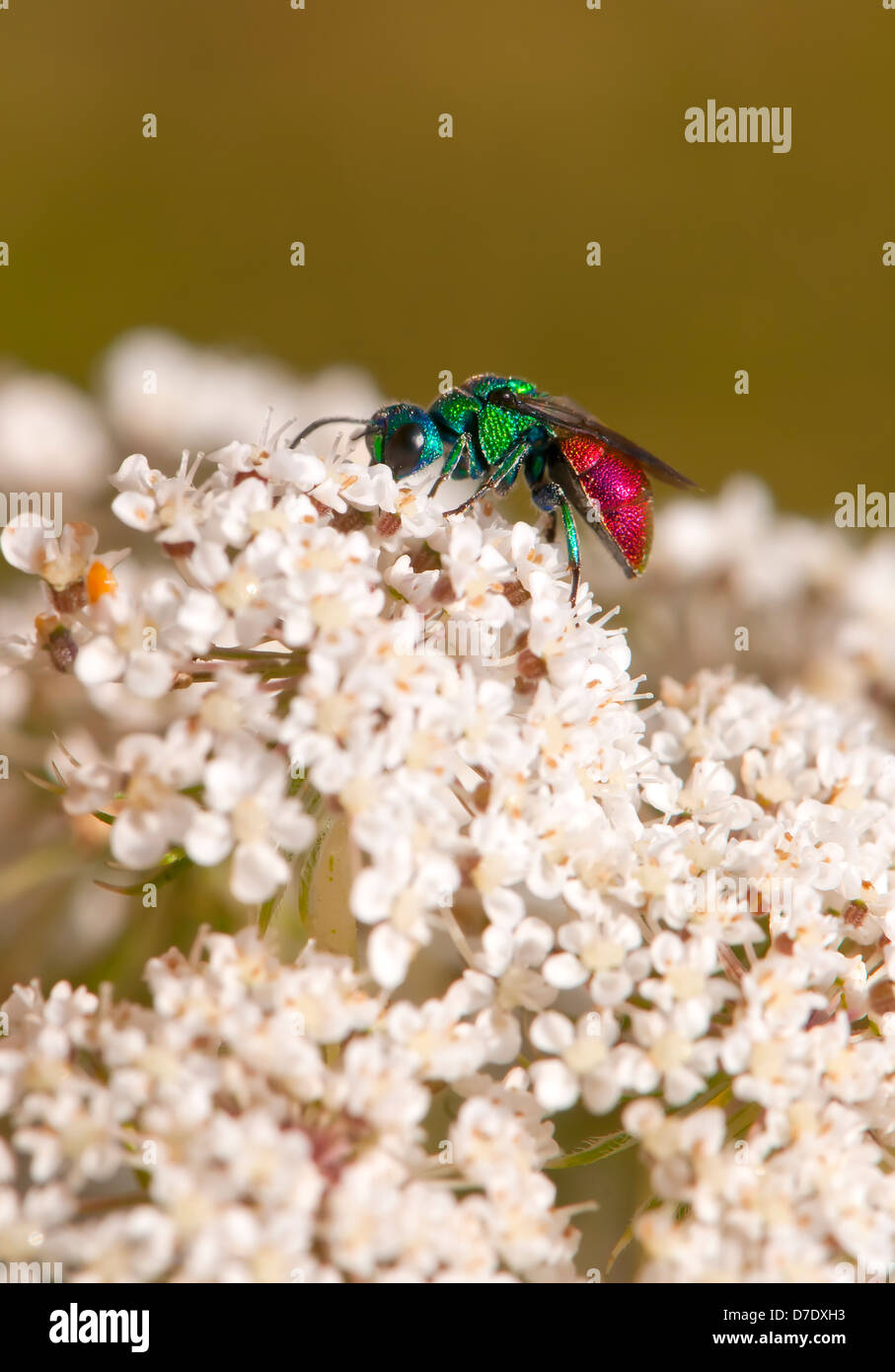 Chrysididae - Cuckoo Wasp Stock Photo - Alamy