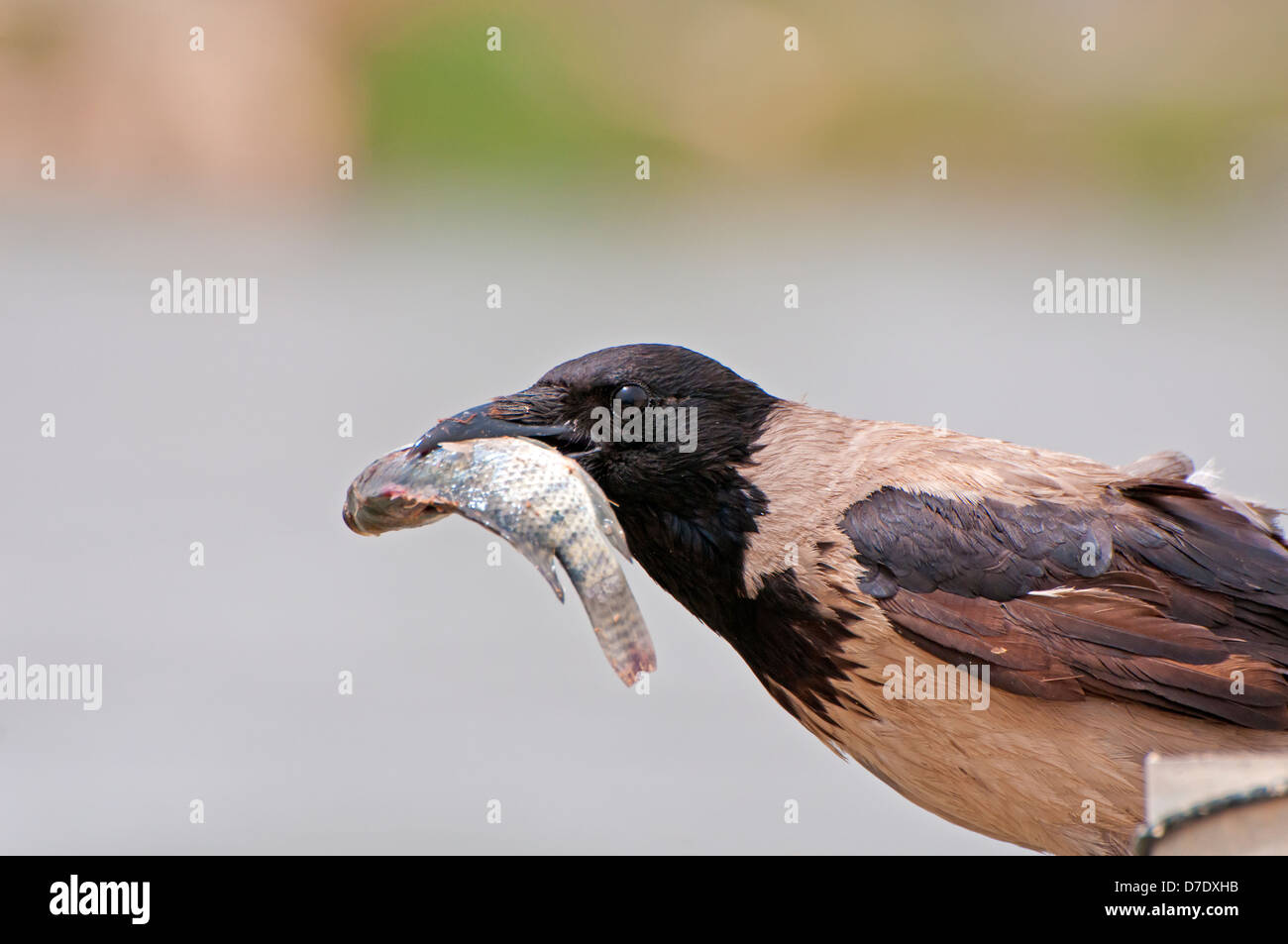 Common raven with a fish in its beak Stock Photo - Alamy